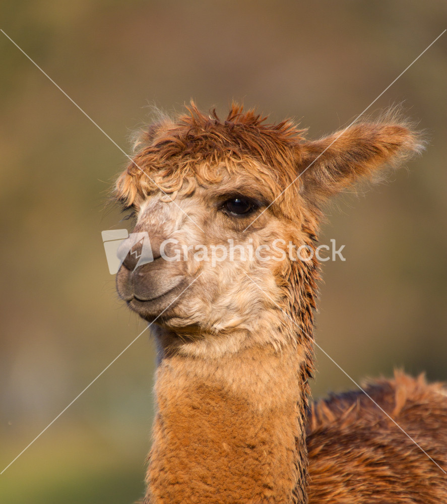 Brown haired Alpaca face and neck originally from South America like llama